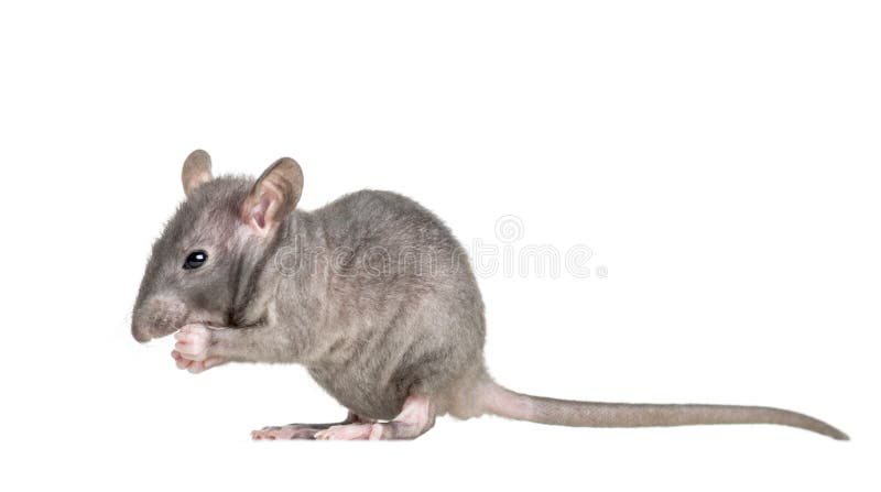 Rata Sin Pelo Joven, Aislada Foto de archivo - Imagen de salir, gris ...