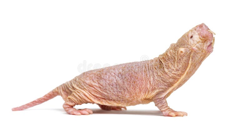 Rata Sin Pelo Molerat Desnuda Aislada En Blanco Imagen de archivo ...