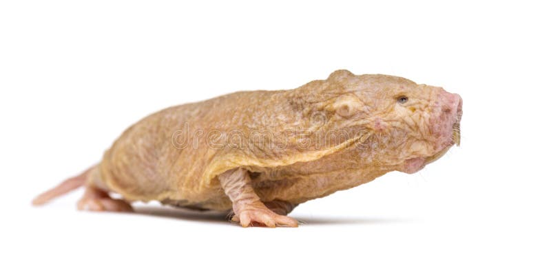 Rata Sin Pelo Molerat Desnuda Aislada En Blanco Imagen de archivo ...