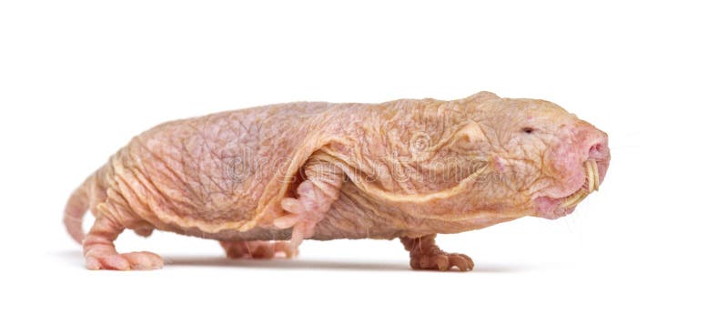 Rata Sin Pelo Molerat Desnuda Aislada En Blanco Foto de archivo ...