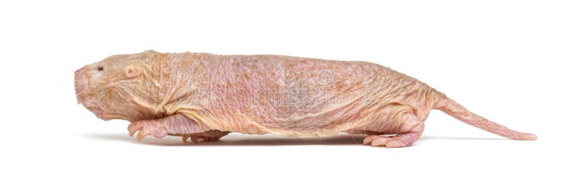 Rata Sin Pelo Molerat Desnuda Aislada En Blanco Imagen de archivo ...