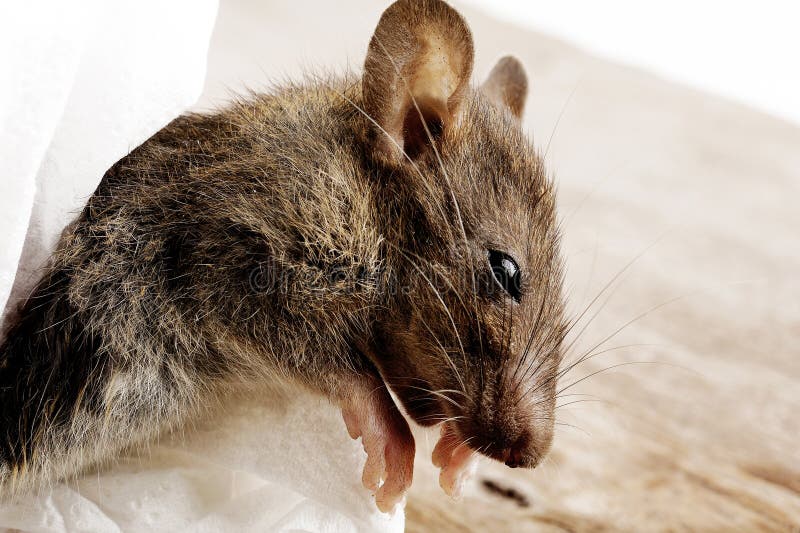 Rata sucia foto de archivo. Imagen de muerto, animal - 45630080