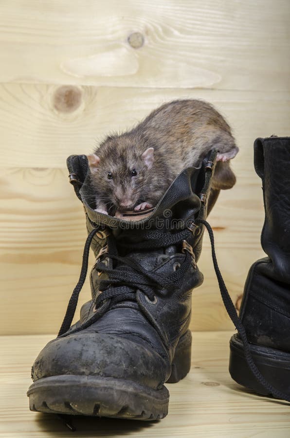 Rata Y Botas Militares Viejas Foto de archivo - Imagen de arranque ...