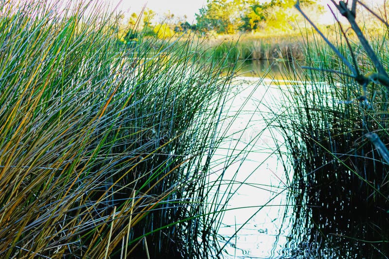Ratan Reed Water Grass, in Pond with Reflections and Shoreline 库存照片 ...