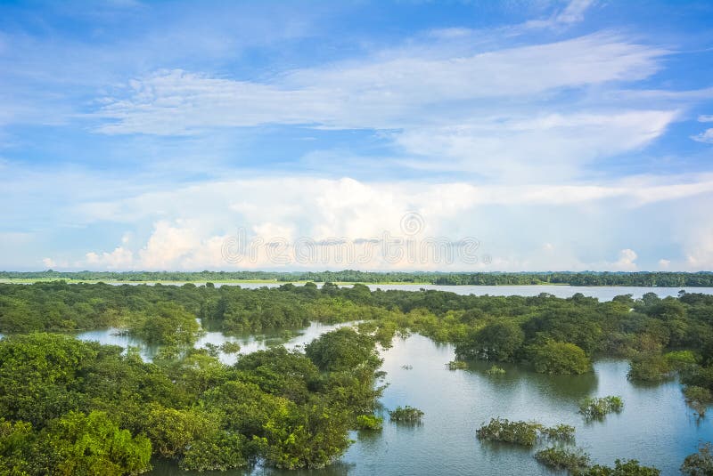 Ratargul swamp forest stock photo. Image of tourism - 220258682