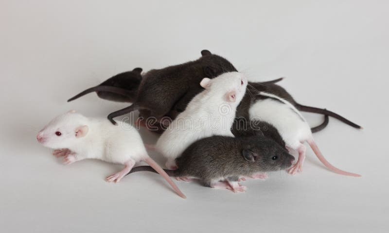 Ratas del bebé foto de archivo. Imagen de lindo, estudio - 27229446