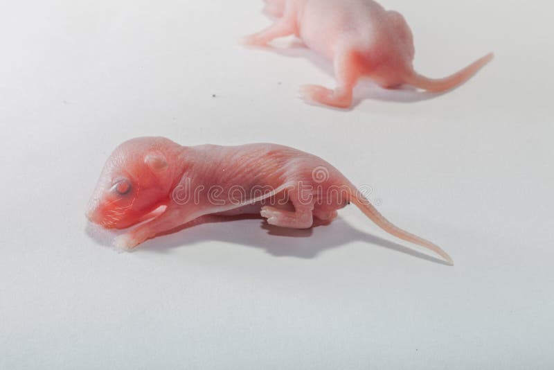 Ratas recién nacidas foto de archivo. Imagen de hairless - 20503440