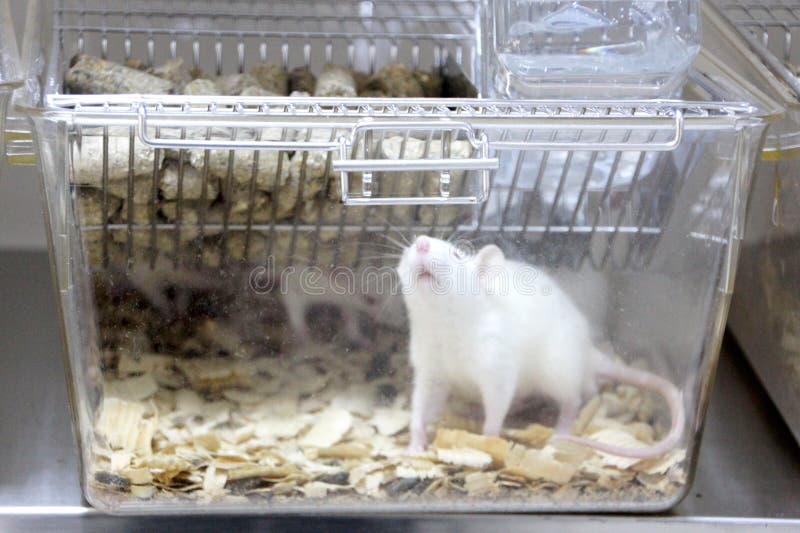 Ratas del laboratorio foto de archivo. Imagen de horizontal - 82818912