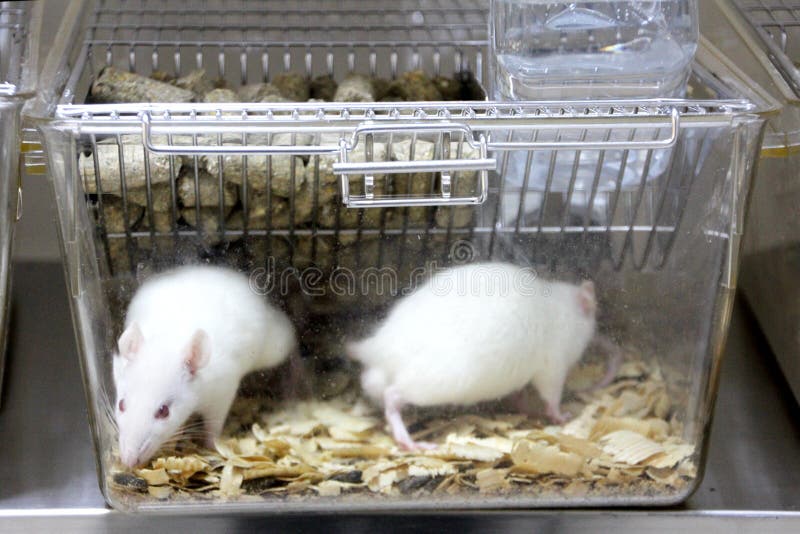 Jaulas De La Rata Del Laboratorio Foto de archivo - Imagen de jaula ...