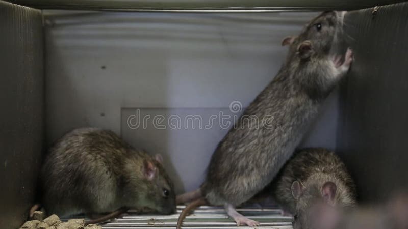 Dos Ratas Sentadas En Una Jaula Con Una Rueda En Marcha. Concepto De ...