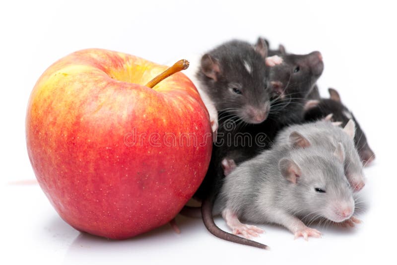 Ratas bebés adorables imagen de archivo. Imagen de fondo - 48857575