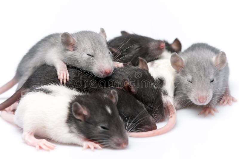 Ratas lindas del bebé foto de archivo. Imagen de adorable - 48857588