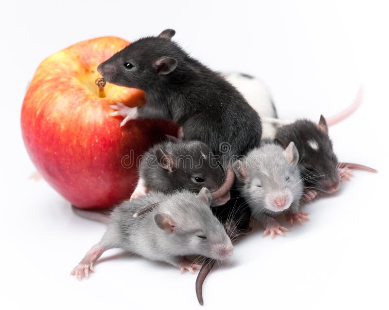 Ratas lindas del bebé foto de archivo. Imagen de cubo - 48857694