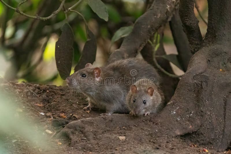 2 Ratas Pardas Corren a Lo Largo Del Suelo Del Bosque Foto de archivo ...