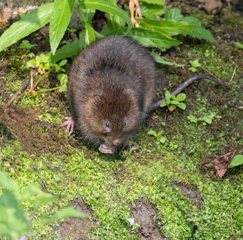 Ratazana de água foto de stock. Imagem de água, ratazana - 15915252