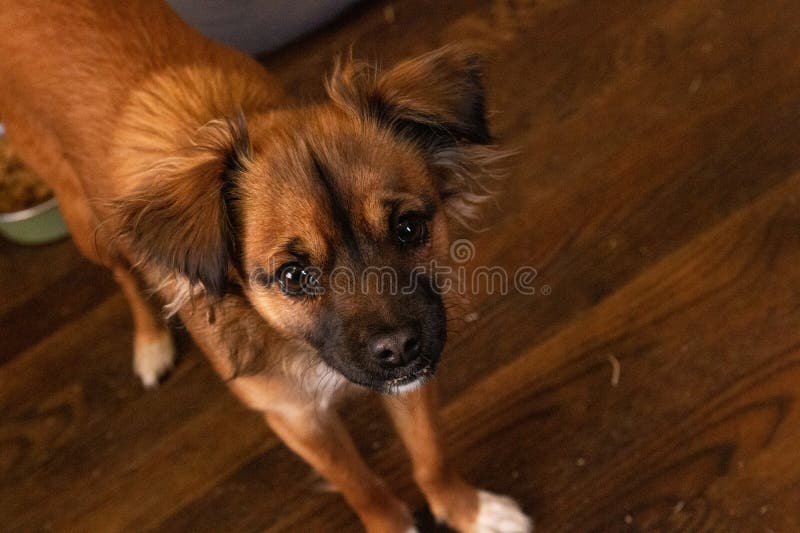 Ratcha Puppy 1 stock image. Image of animal, brown, cross - 272131697