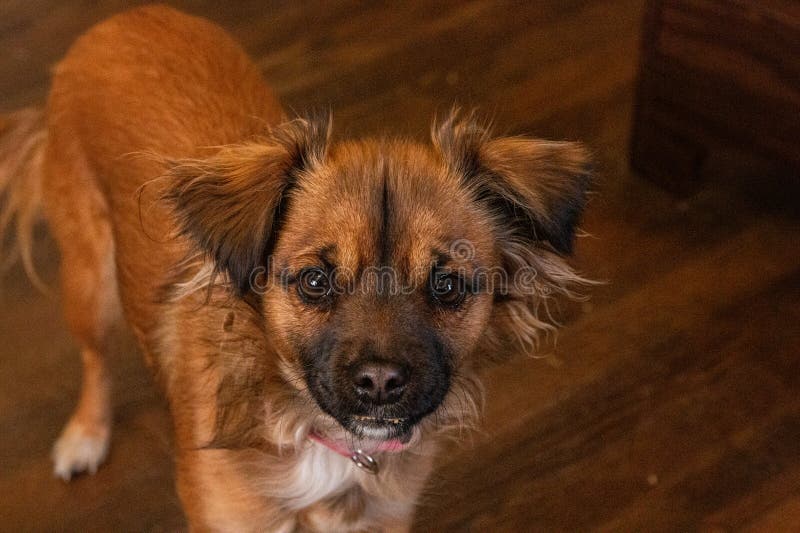 Ratcha Puppy 2 stock photo. Image of mammal, animal - 272131746