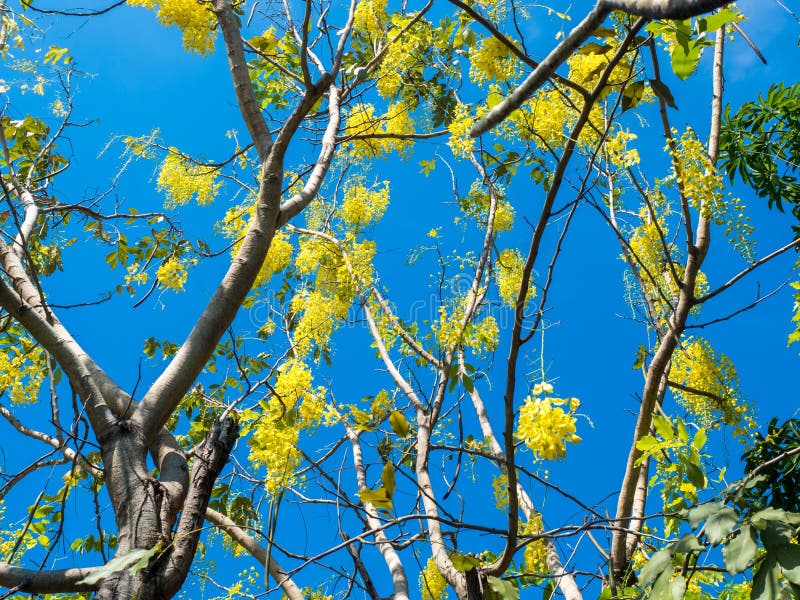 Ratchaphruek stock image. Image of shower, golden, fragrance - 111685265