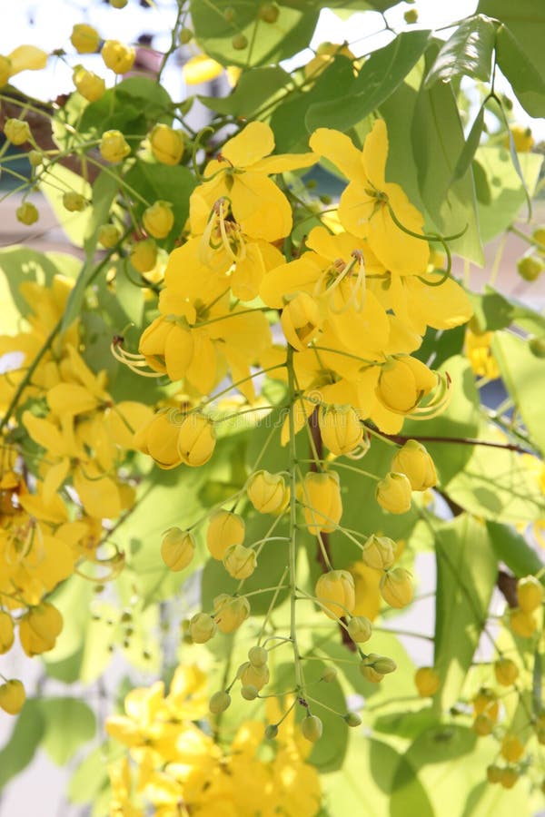 Ratchaphruek trees. stock image. Image of trees, laburnum - 29458539