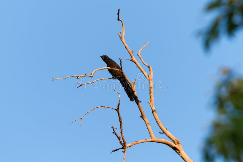 Ratchet-tailed Treepie stock image. Image of gorgeous - 68952427