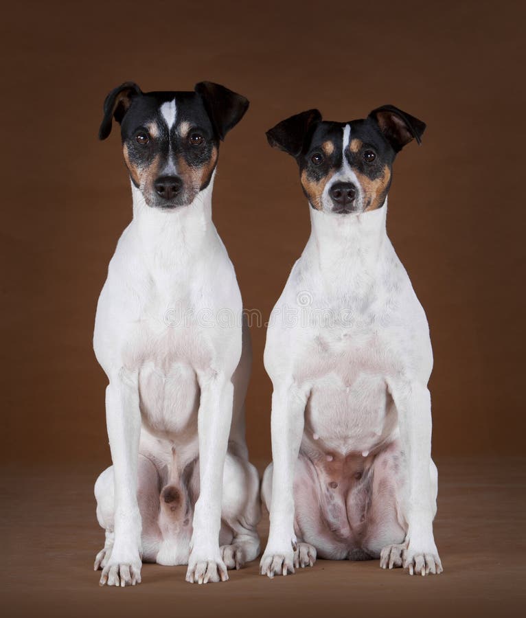 Ratdog Stock Photos - Free & Royalty-Free Stock Photos from Dreamstime