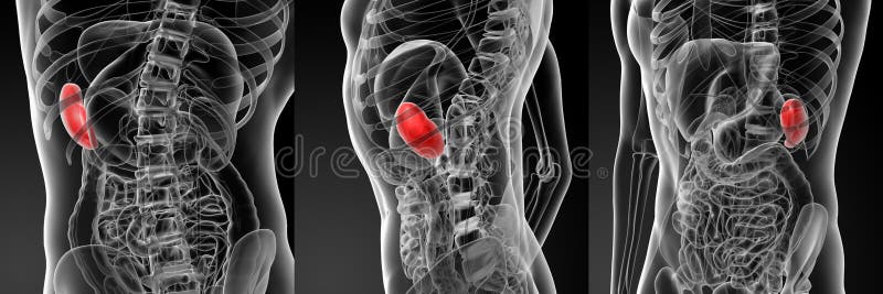 Anatomie de la rate illustration stock. Illustration of fuselage - 37636373