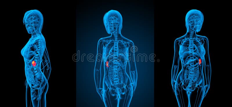 Anatomie de la rate illustration stock. Illustration of fuselage - 37636373