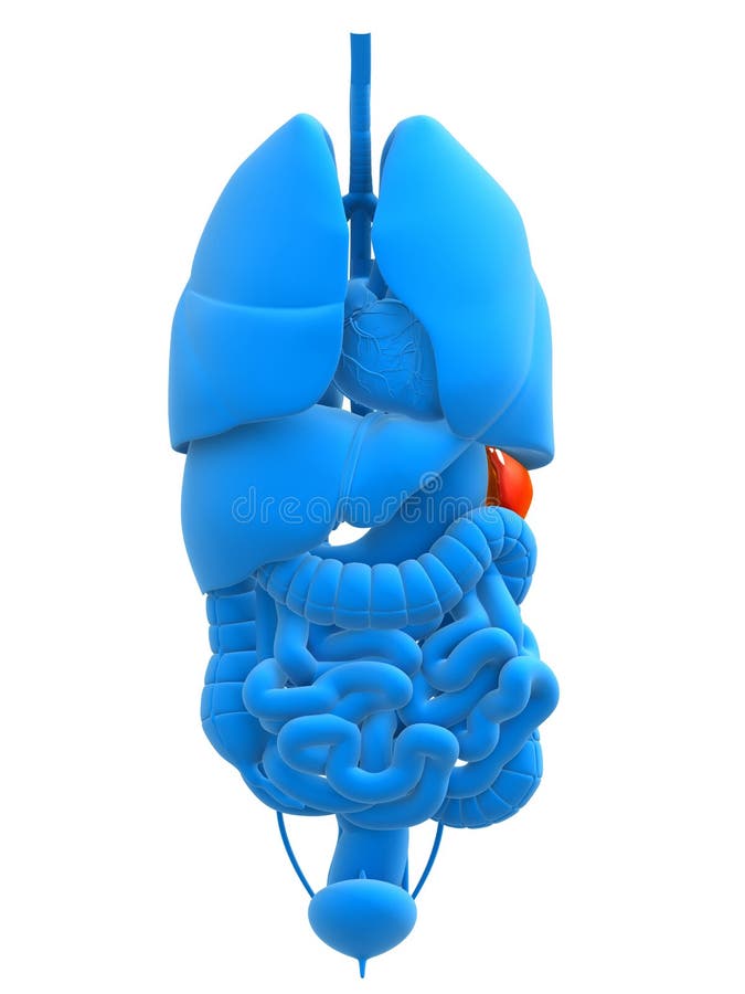 Rate humaine illustration stock. Illustration du science - 11734615