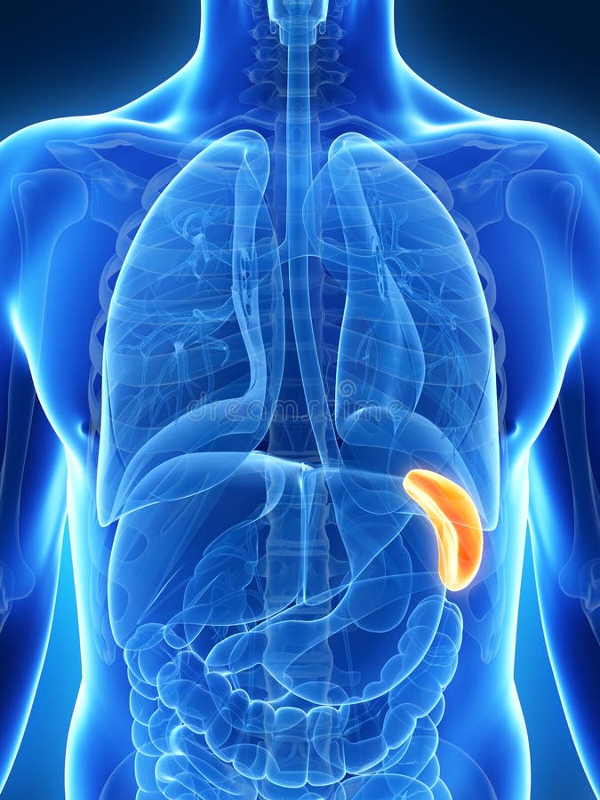 Rate - Anatomie Masculine Des Organes Humains - Vue De Rayon X ...