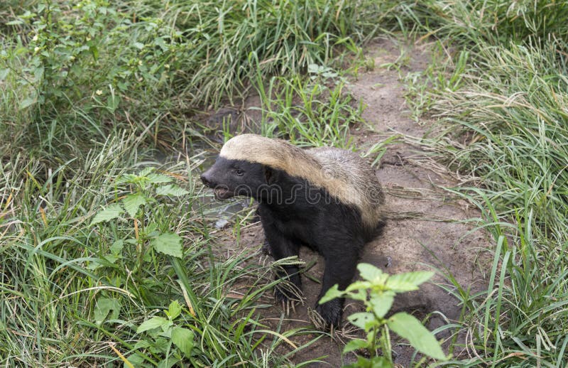 Ratel africano do mel foto de stock. Imagem de africano - 39253796
