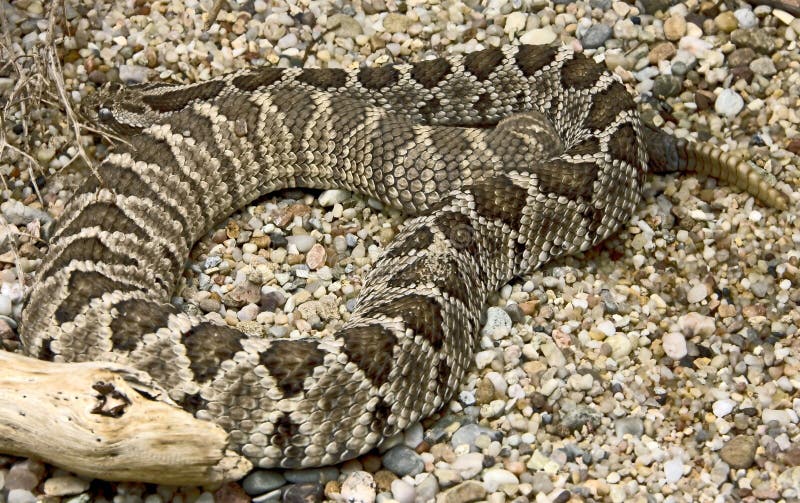 De Ratelslang Van De Prairie (viridis Crotalus) Stock Foto - Image of ...