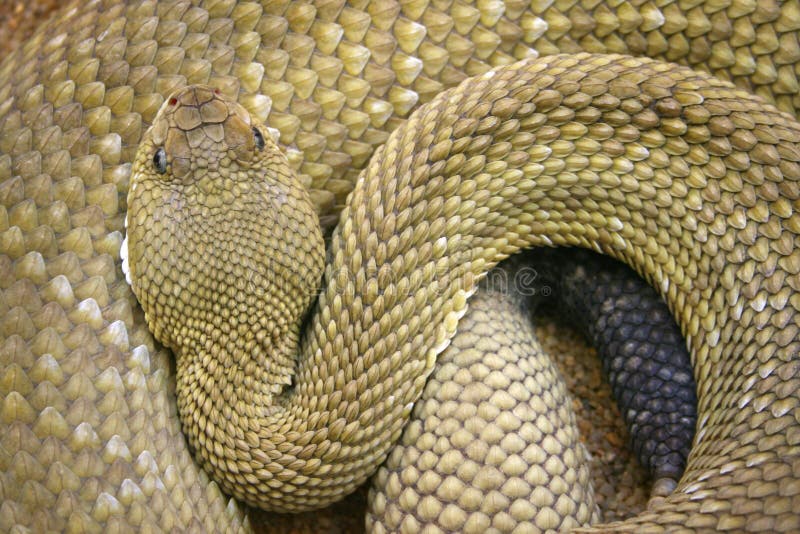 Ratelslang stock afbeelding. Image of terrein, safari - 13265107