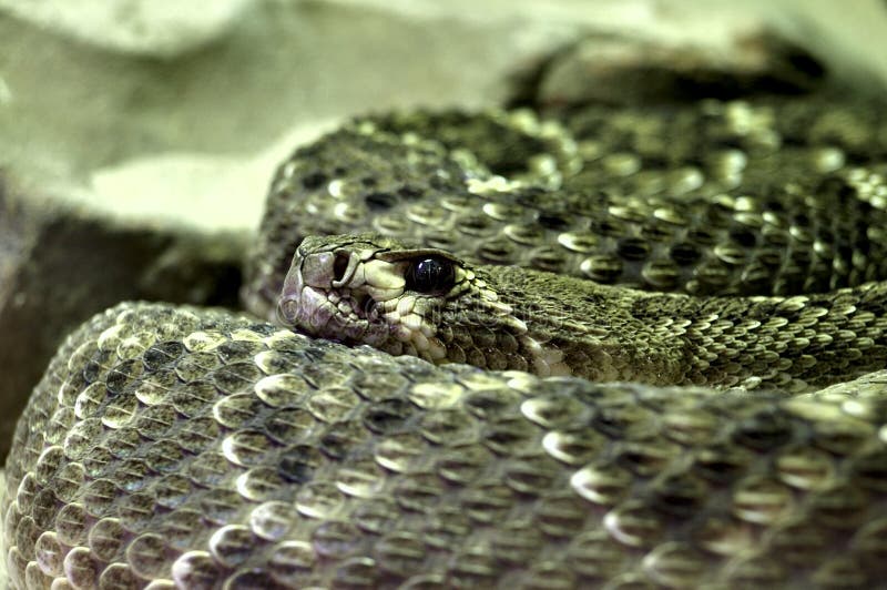 Ratelslang stock afbeelding. Image of nave, reptiel, hoektanden - 17592365
