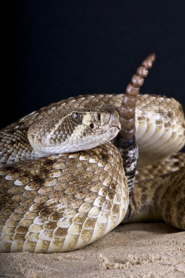Rode ratelslang stock afbeelding. Image of rood, huisdier - 19851247