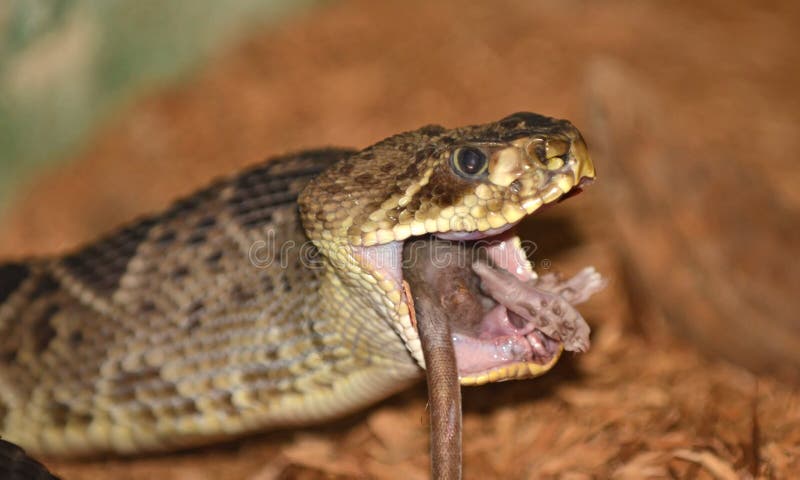 Ratelslang stock afbeelding. Image of kuil, wreed, vergift - 24371277