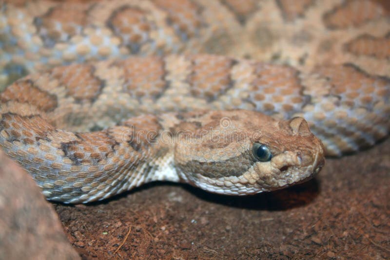 Westelijke Ratelslang Diamondback. Stock Afbeelding - Image of ...