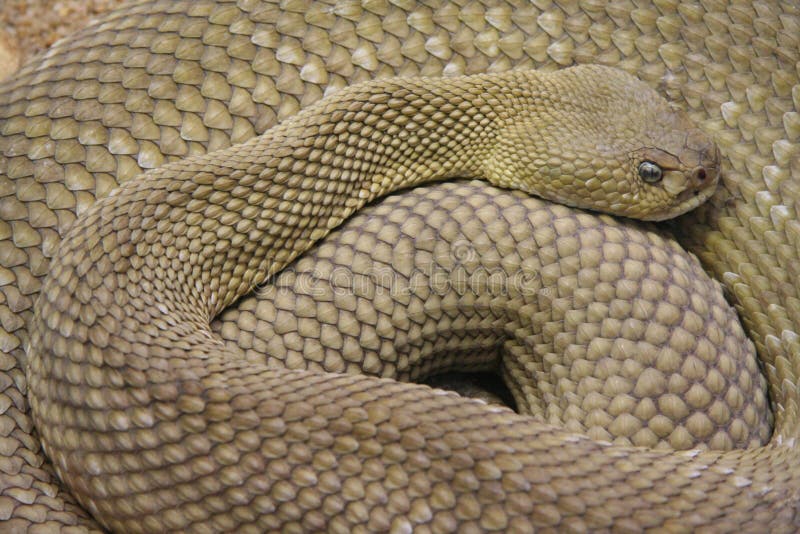 Ratelslang stock afbeelding. Image of terrein, safari - 13265107