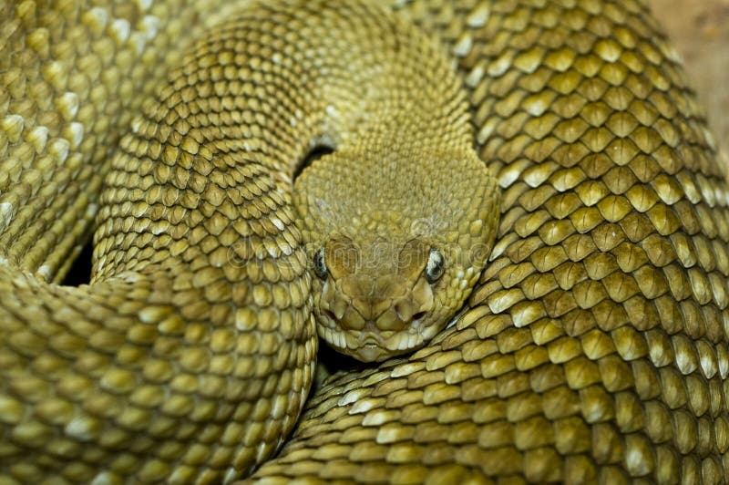 Ratelslang stock afbeelding. Image of gevaar, nave, ratelslang - 9444907