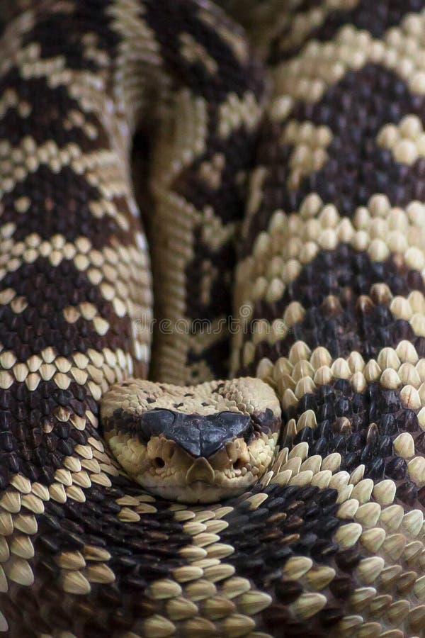 Zwartstaartratelslang stock foto. Image of staarthoudend - 30397352