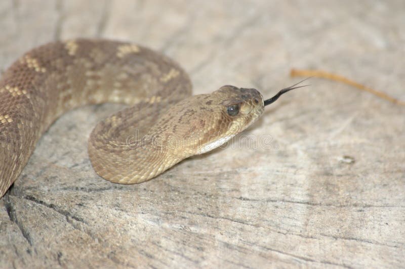 Ratelslang Die Voorbereidingen Treft Te Slaan Stock Afbeelding - Image ...