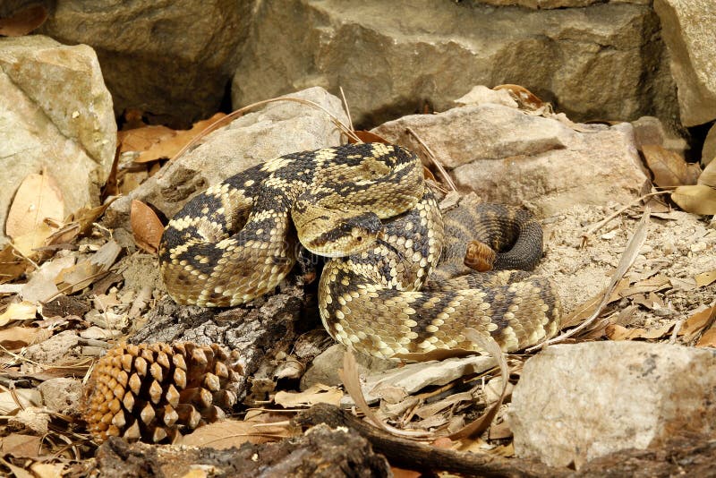 Ratelslang Met Zwarte Staart Stock Foto - Image of staarthoudend, slang ...