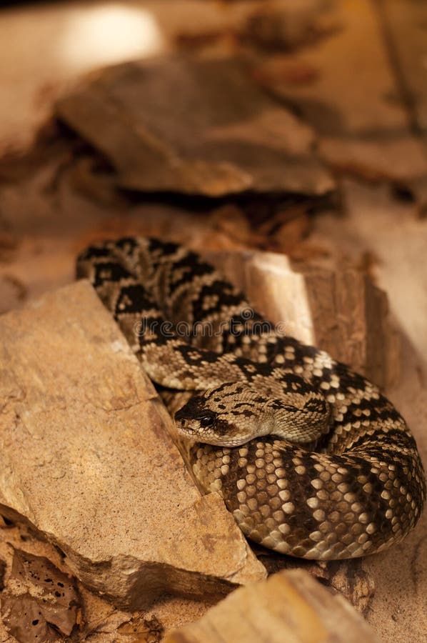 Ratelslang Met Zwarte Staart Stock Afbeelding - Image of rammelaar ...