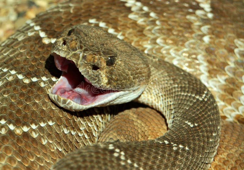 Het Hoofd Van De Ratelslang Stock Afbeelding - Image of woestijn, huid ...