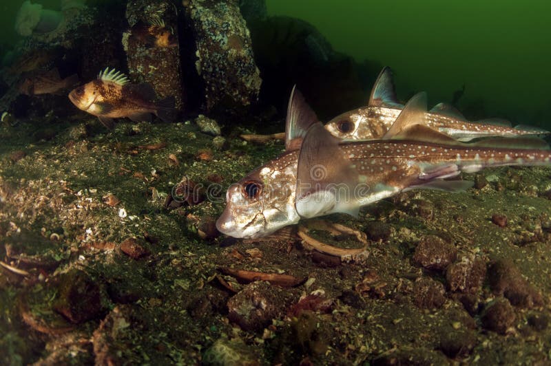 Ratfish stock photo. Image of wilderness, adventure, bottom - 22671078