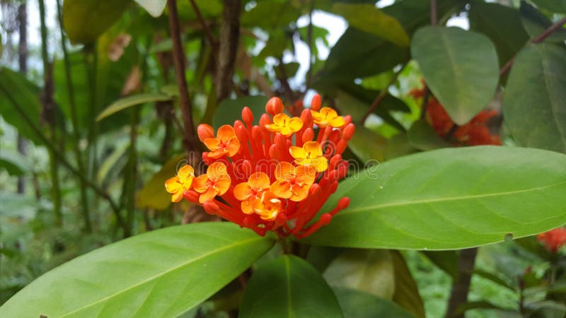 Rath mal stock image. Image of rath, beuty, lanka, flowers - 177178353