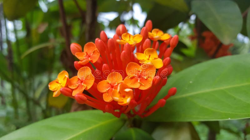 Rath mal stock image. Image of lanka, beuty, flowers - 177178325