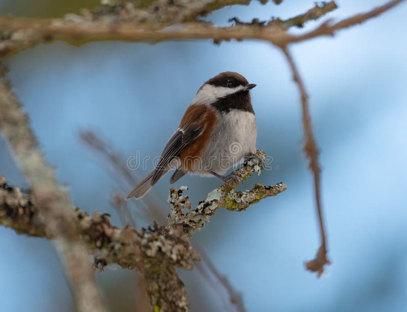 Chestnut-backed Chickadee Posing on Tree Branch Stock Image - Image of ...