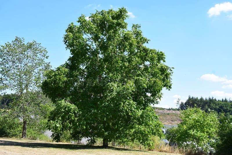 Big walnut tree in a park stock image. Image of property - 253746435