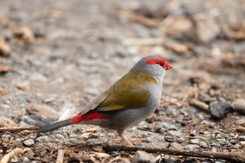 Red Browed Finch in Australia Stock Photo - Image of aves, colourful ...