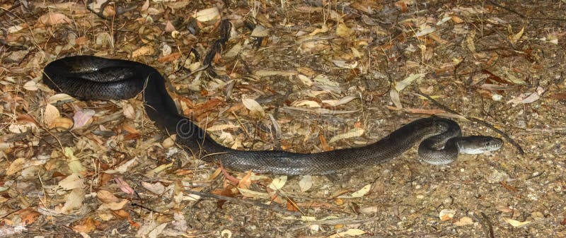 Water Python (Liasis Fuscus) in Australia Stock Photo - Image of ...